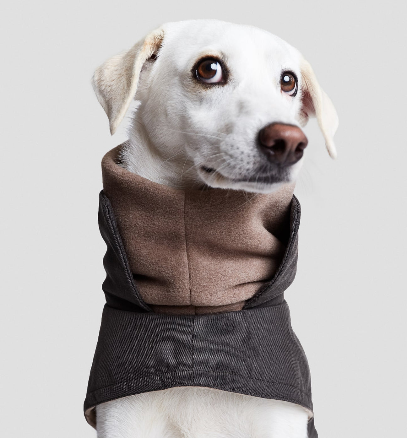 CLOUD7 - Buy high-quality & stylish products for your dog