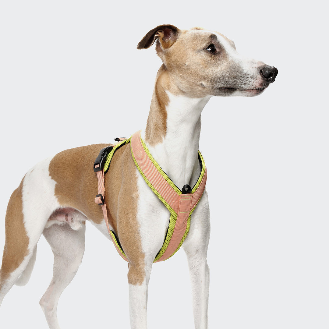 Buy exclusive new dog products online | CLOUD7