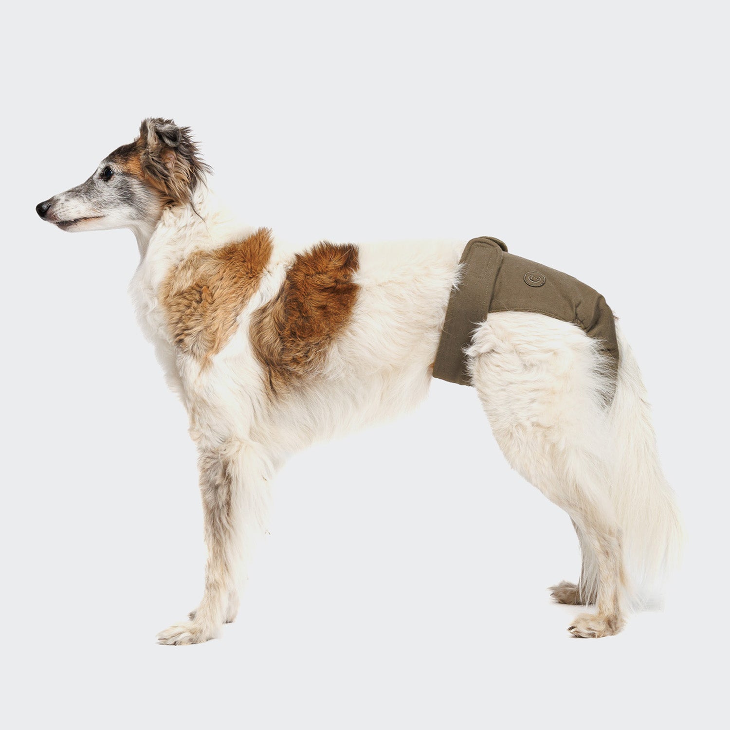 Buy exclusive new dog products online | CLOUD7