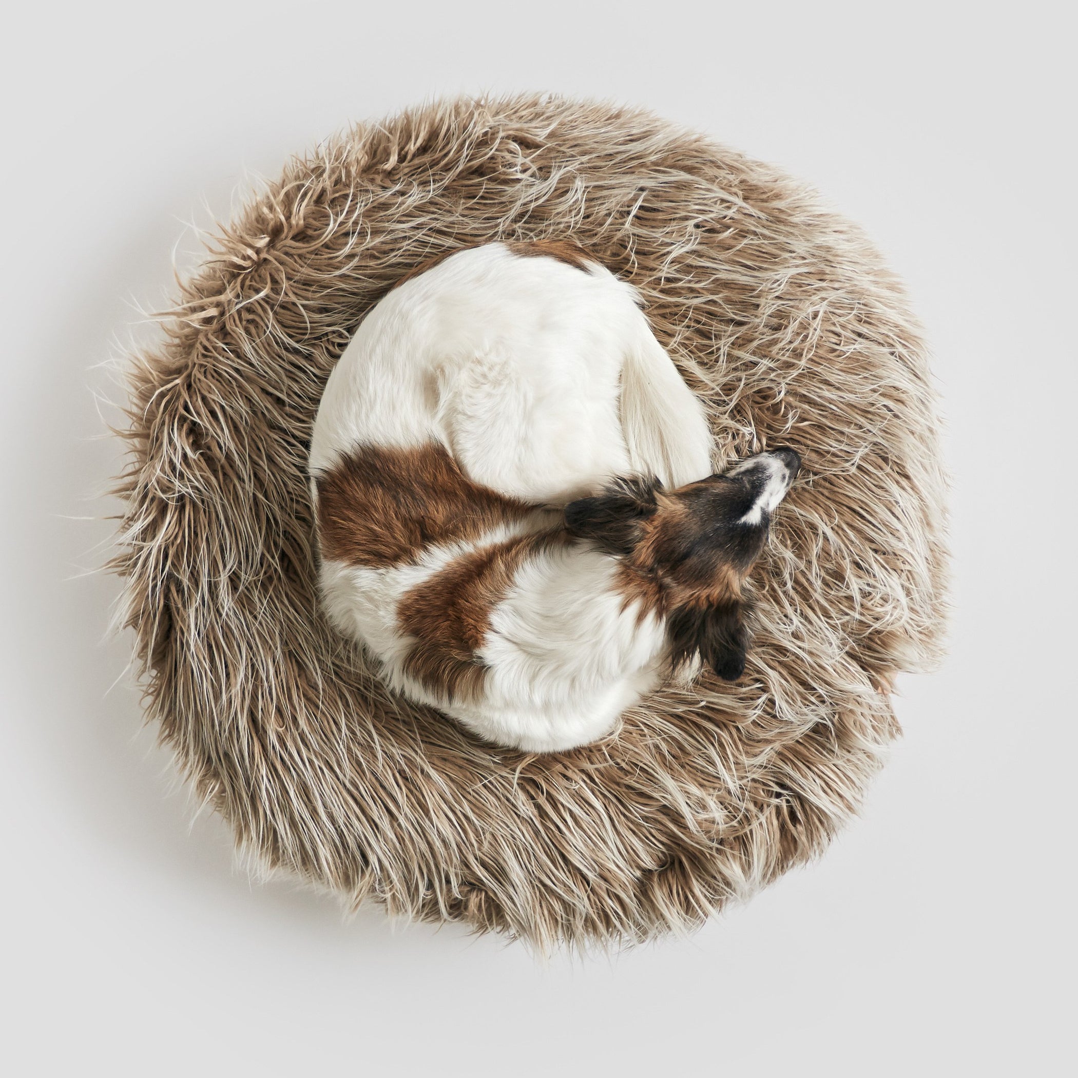 CLOUD7 - Buy high-quality & stylish products for your dog