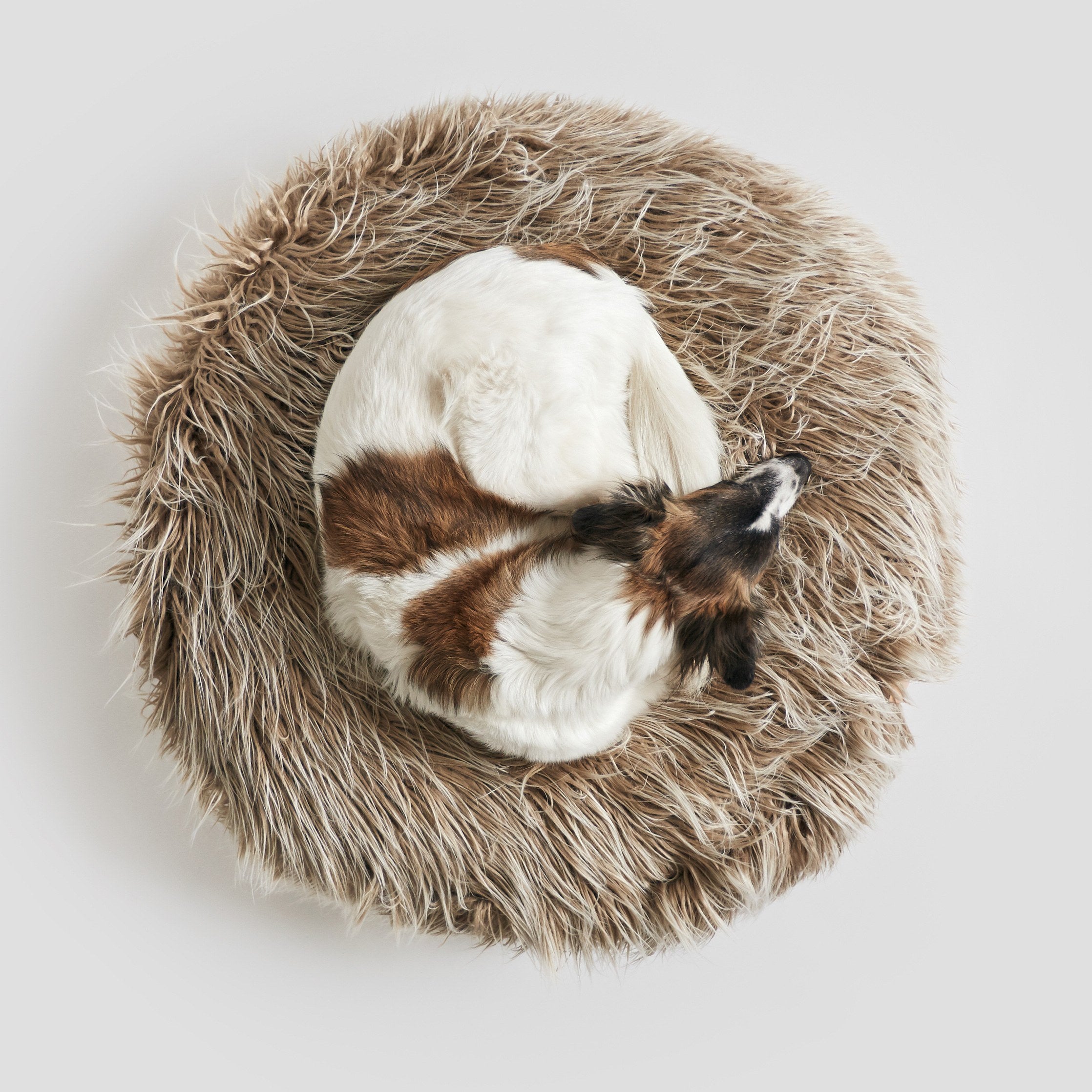 CLOUD7 - Buy high-quality & stylish products for your dog